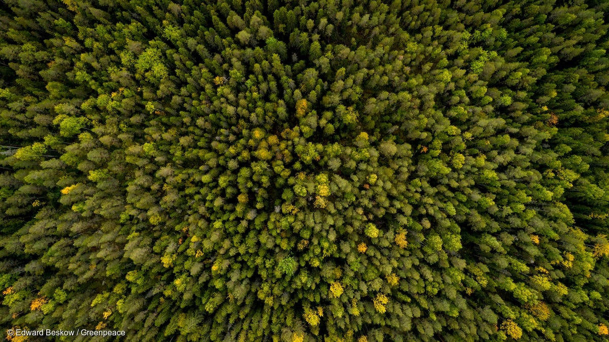 10 reasons the Great Northern Forest needs protecting | by Greenpeace ...