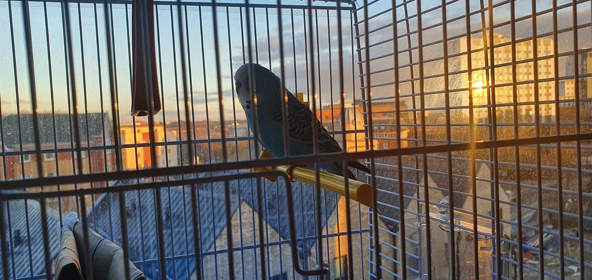 My First Ever Pet!. Everyone welcome my bird, Blue. | by Pax Axel ...