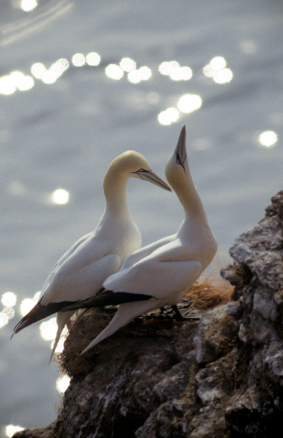 The Age of Loneliness?. The loneliest bird in the world died… | by The ...