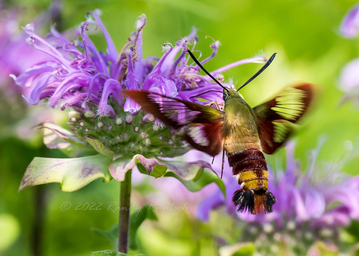 The Flight of the Snowberry Clearwing | by Randy Runtsch | Wildlife ...