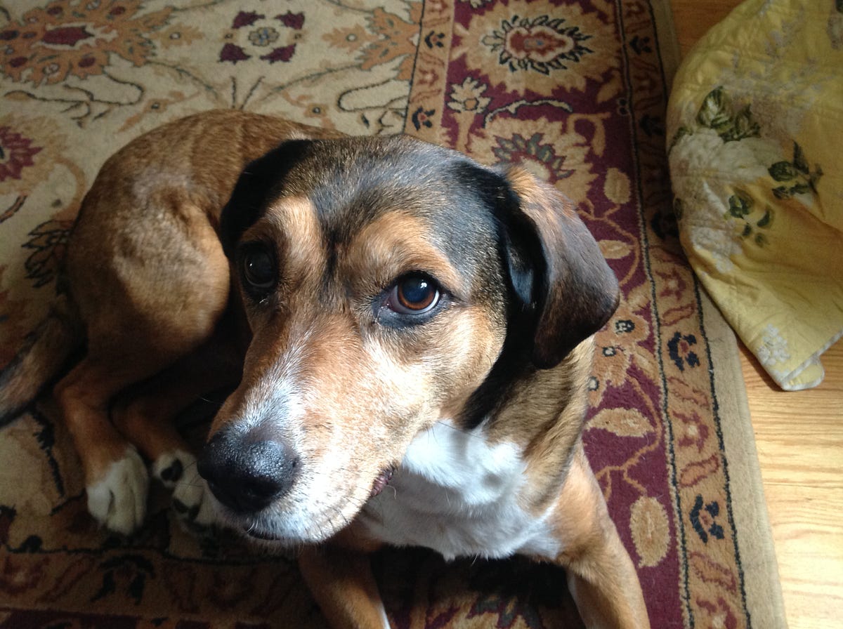 This Old Hound - a Few Words - Medium