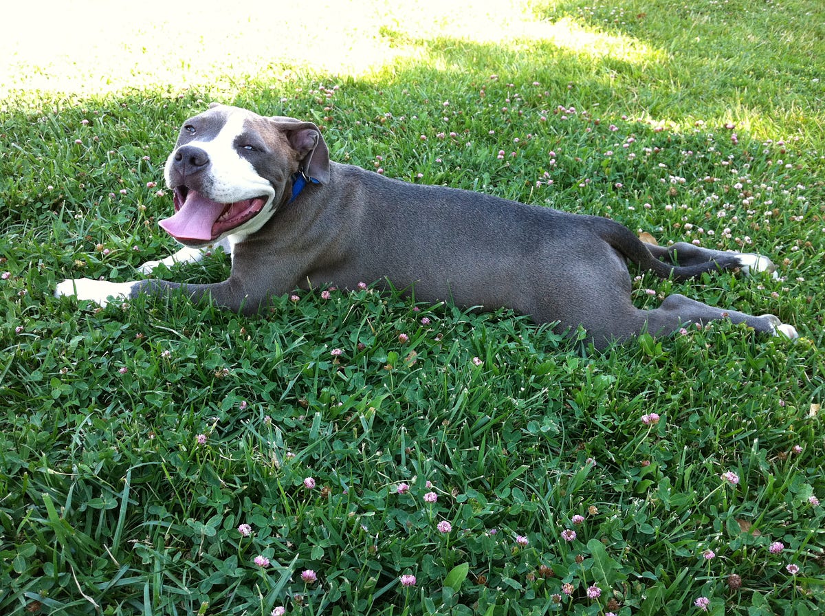 Blu. This is my dog Blu. | by Gabrielle Domingo | Medium