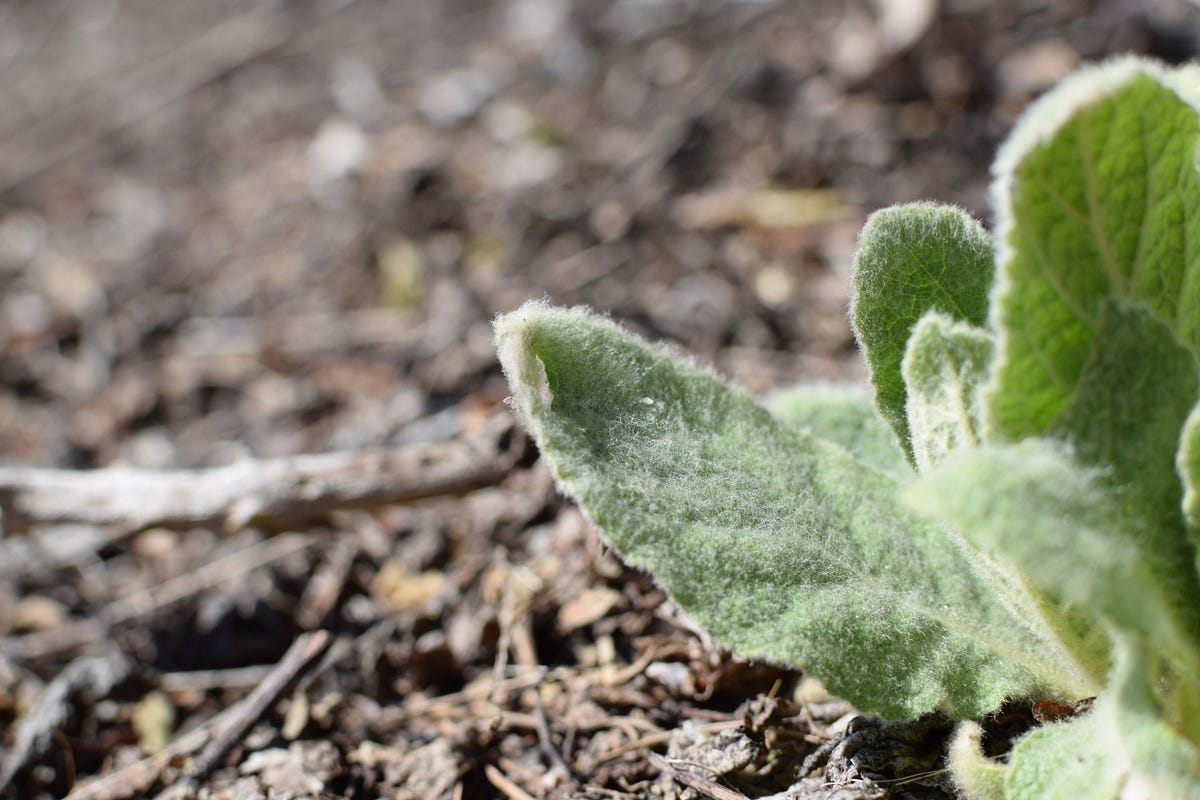Mullein: This Fuzzy-Leaved Plant has Some Amazing Health Benefits | by ...