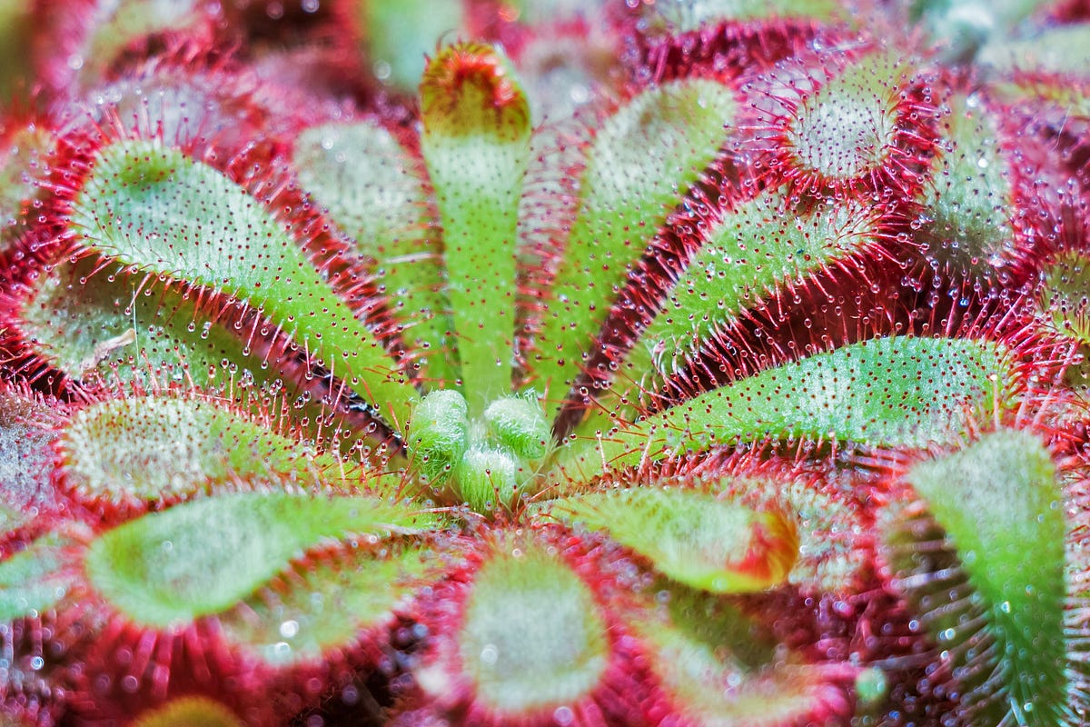 World report shows thousands of new plant species discovered every year ...