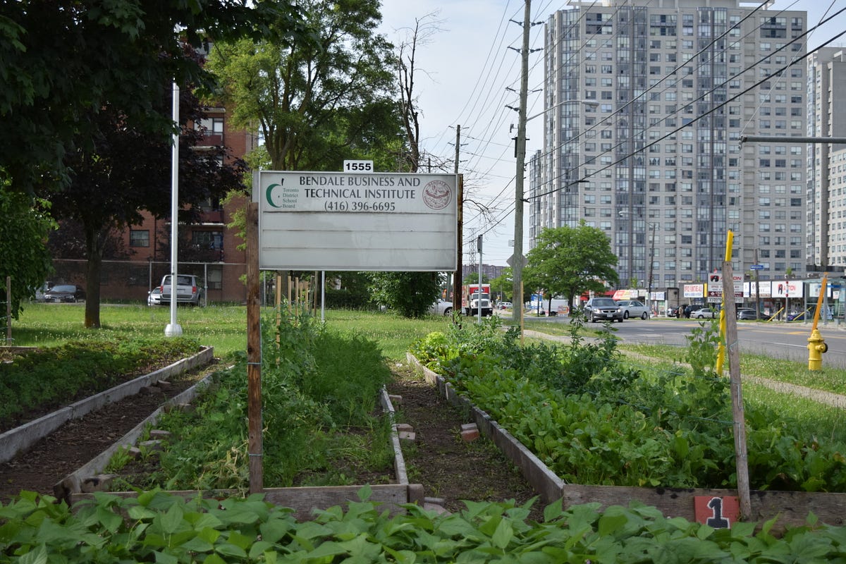 A day with School Grown @ Bendale BTI | by FoodShare | Medium