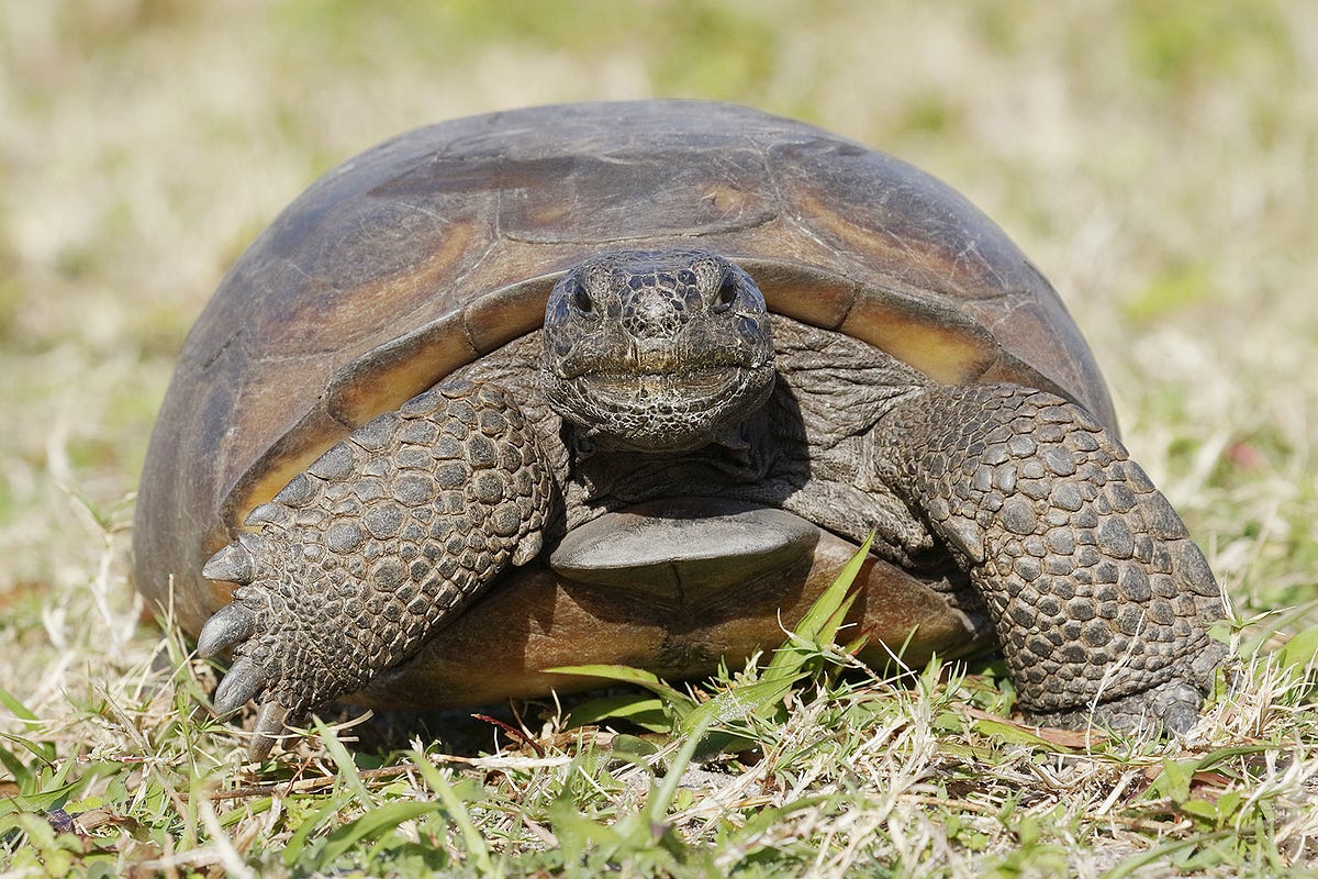 Fascinating Facts: Gopher Tortoise | by Wild Ark | WildArk Journal | Medium