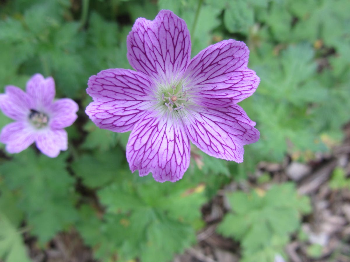 Joyful Geraniums. Versatile Flowering Plants | by Louise Peacock ...