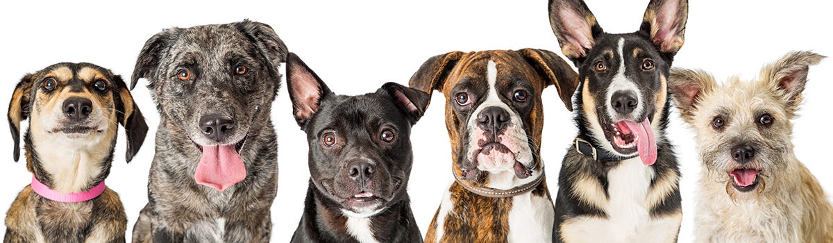 Mutts of the Business World, Unite! | by Randy Heller | Medium