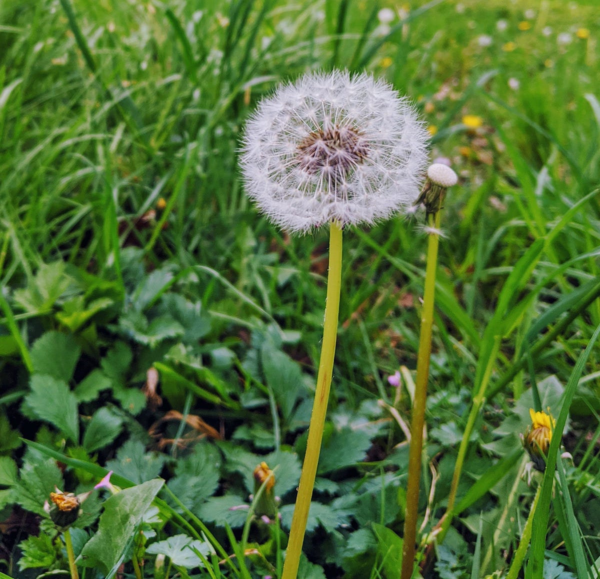 Our Lady of the Little Weed. where lessons in a lifelong friendship ...