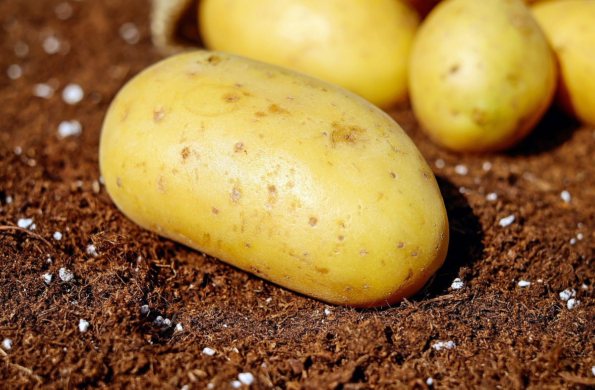 Enchanted Potatoes. She gasped a little at first. He was… | by C Magnus ...