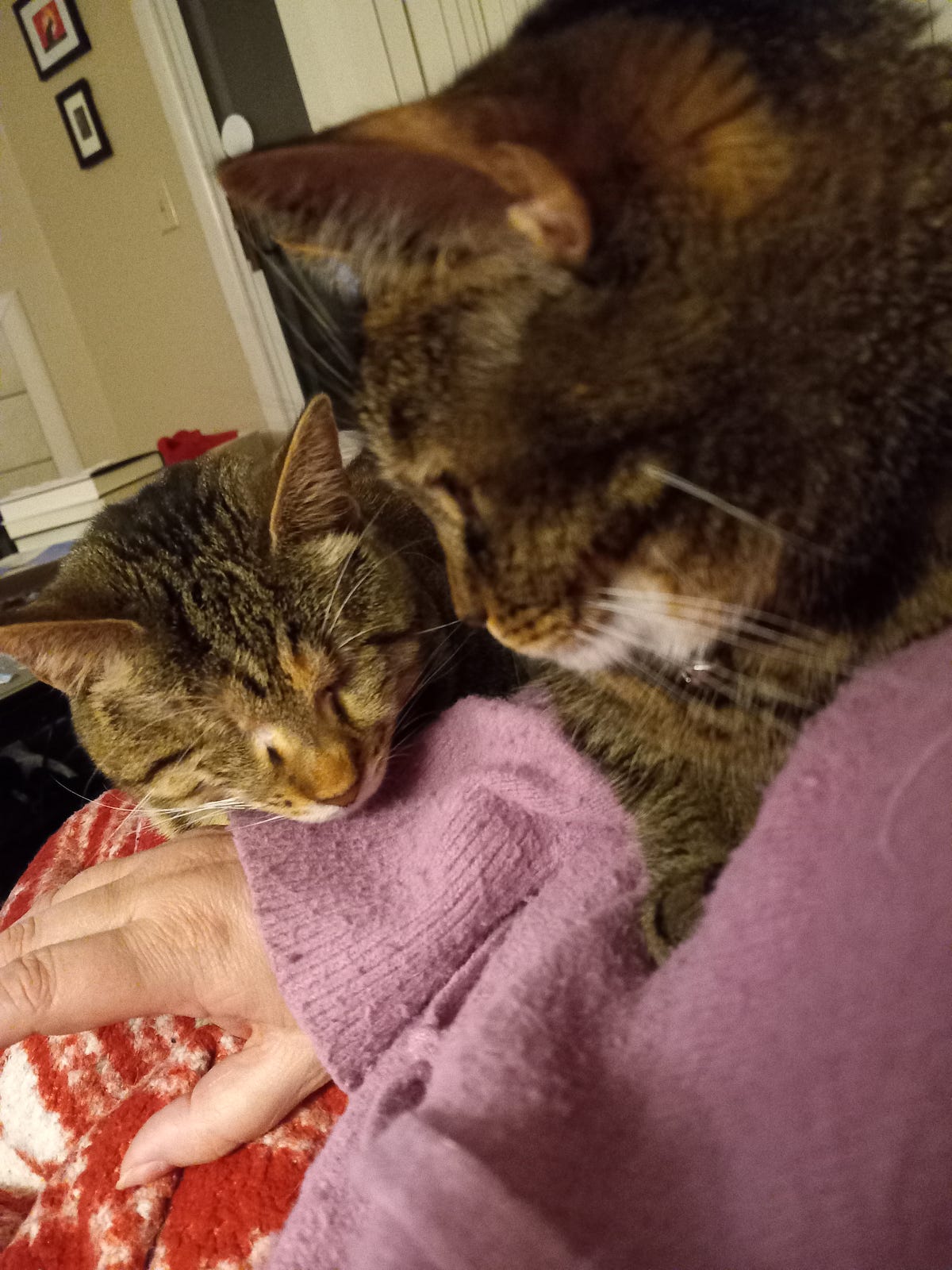 The Snuggling Habits of Highly Eccentric Cats | by Nancy Parish ...