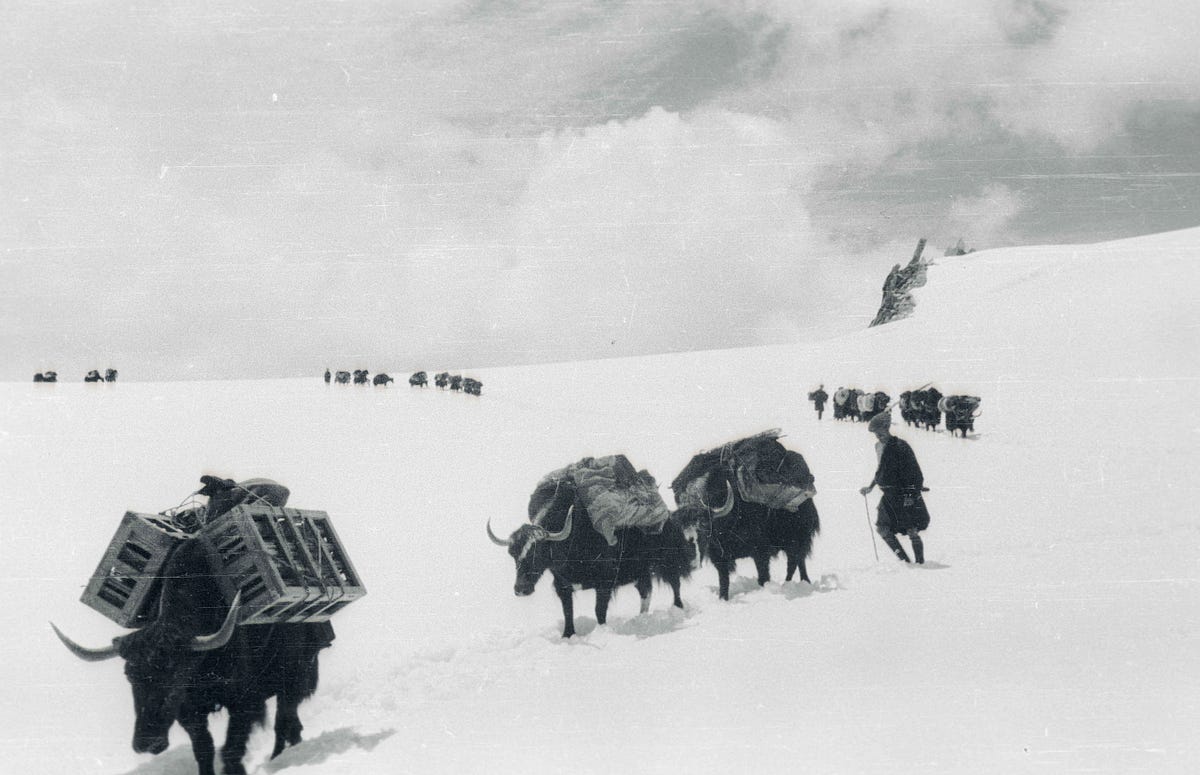 How yaks and humans have lived in partnership for centuries | by ...