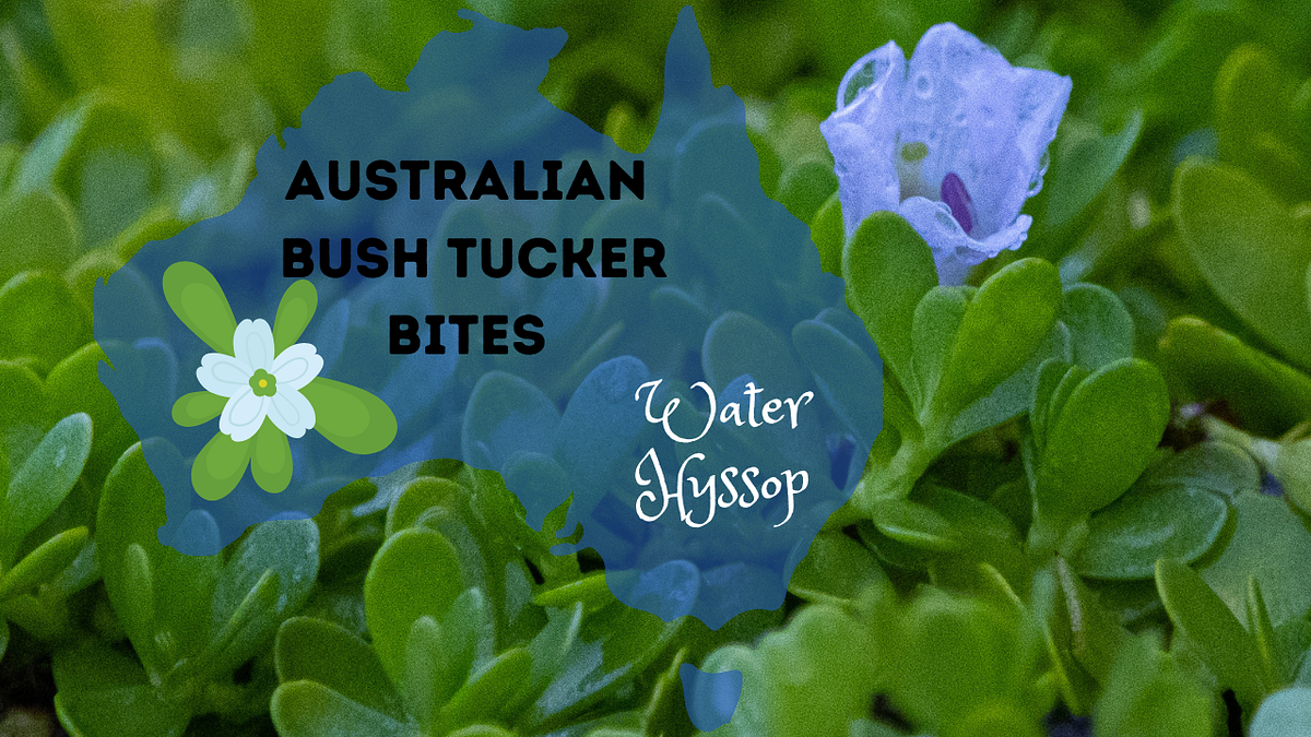 A tiny annual with a rich medicinal history. Australian Bush Tucker ...