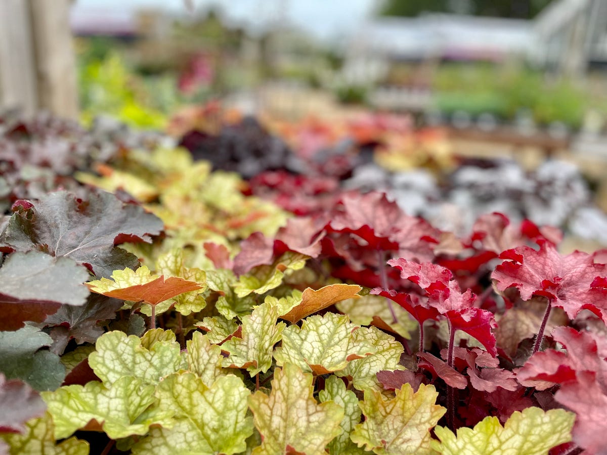 All the Colours of the Heuchera. Sharing my love of the heuchera ...