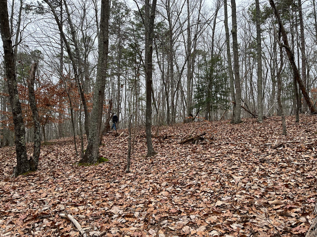 A Ramble in the Woods Refreshes the Soul | by Beth Bruno | Weeds & Wildflowers | Dec, 2022 | Medium