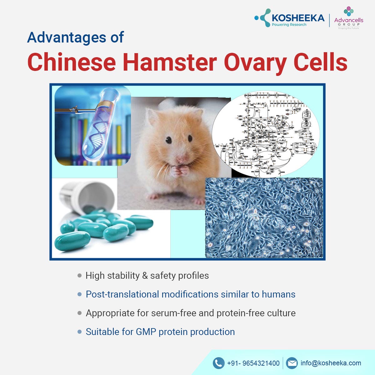 Chinese Hamster Ovary Cells Kosheeka Primary Cells Medium