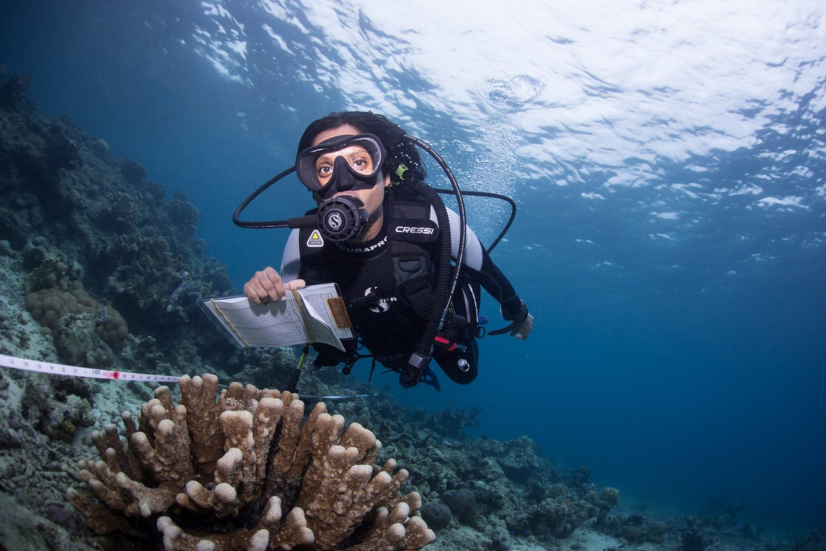 Technology Can Help Pick Up the Pace to Protect Coral Reefs | by ...