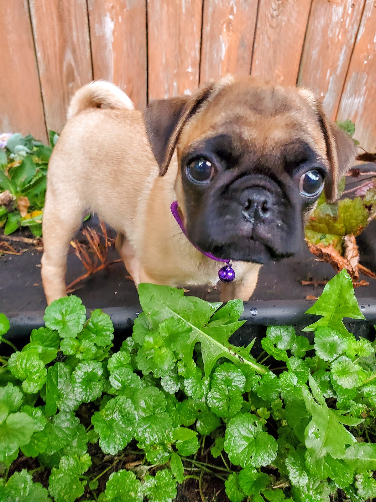 Relearning the Pug Life. Learning to observe ourselves and our… | by ...
