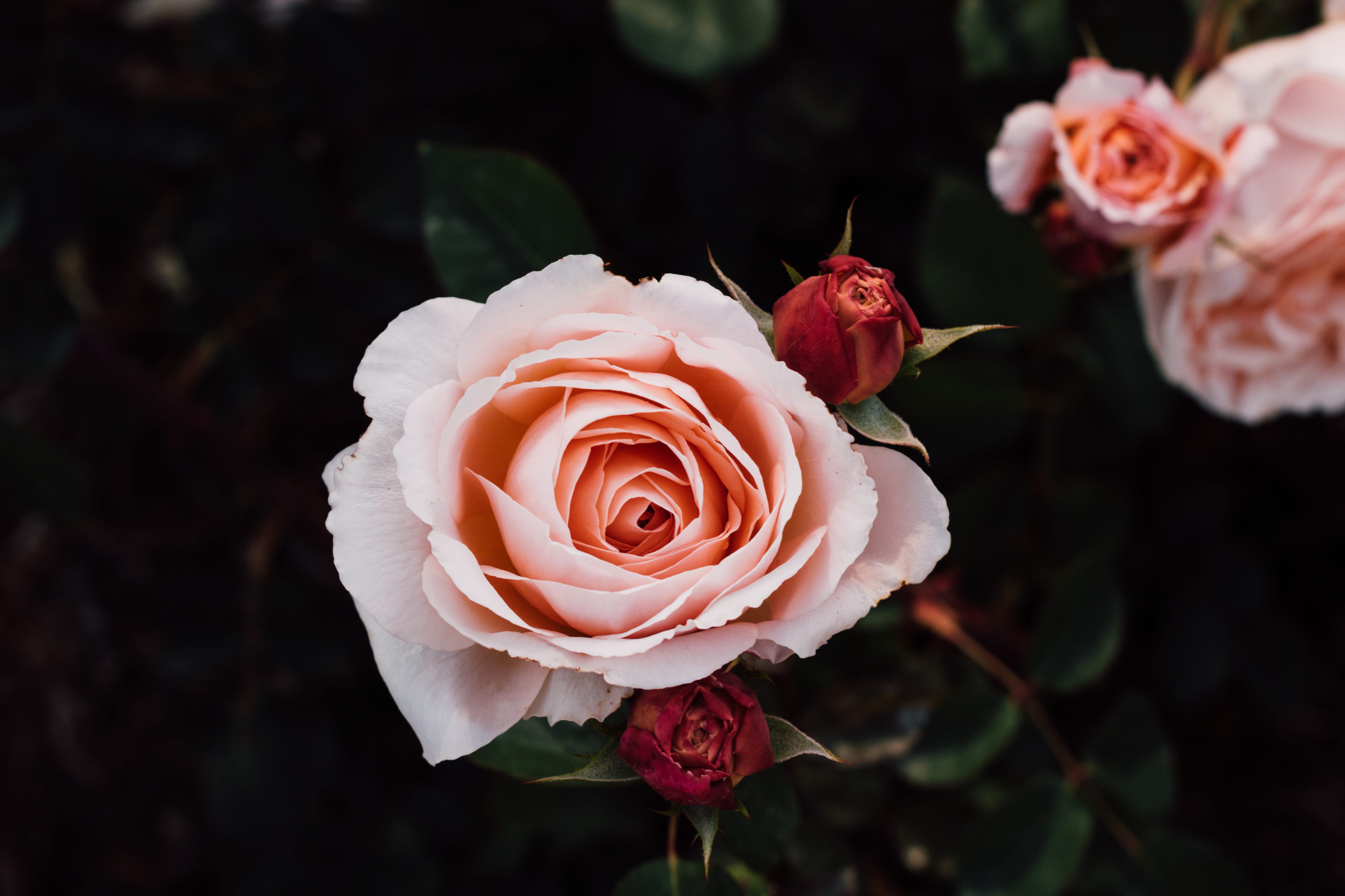 A Decade of Thorns. And a Bushel of Roses | by Nicole Maharaj | Writers ...