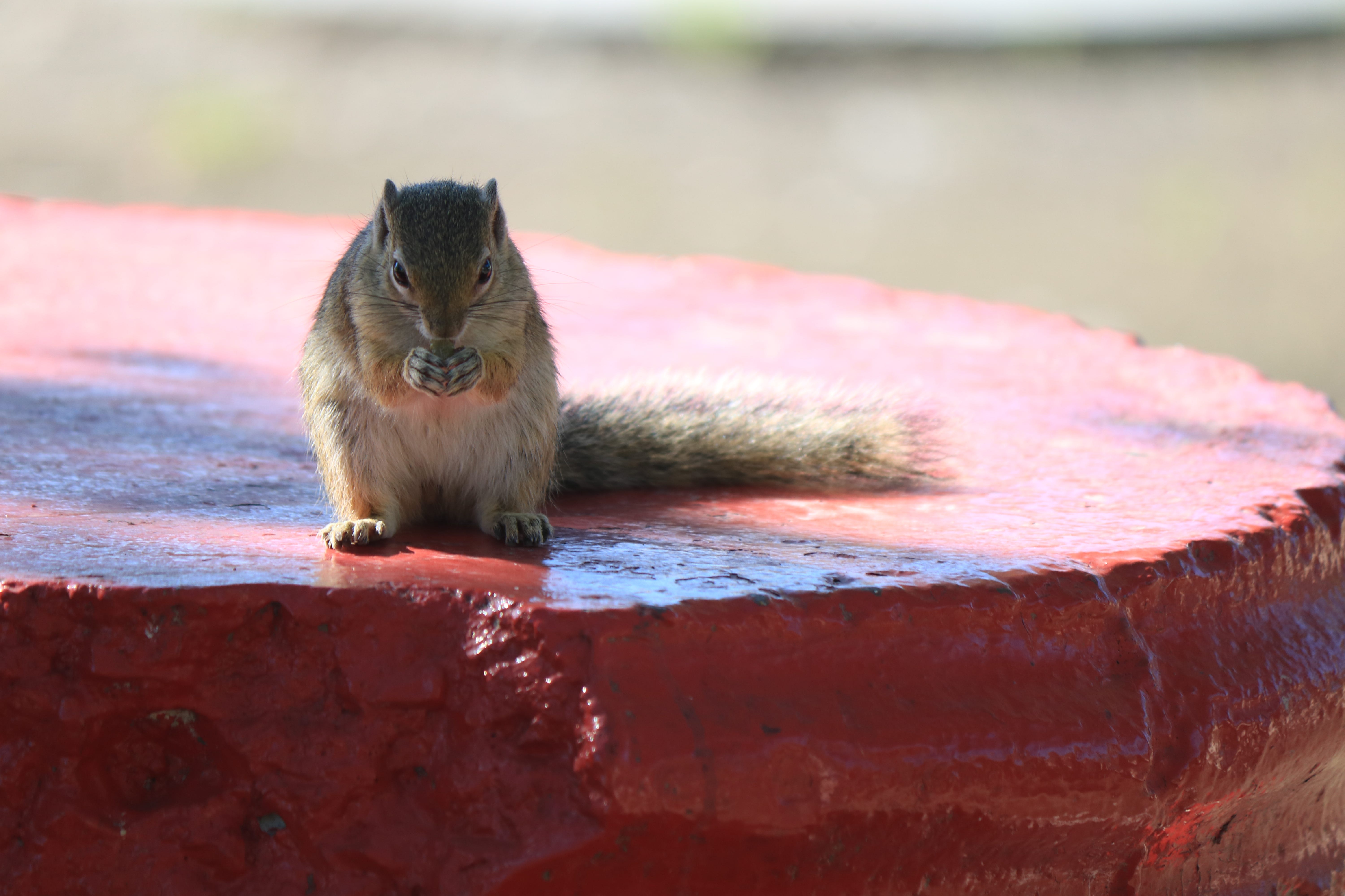 Squirrels in My Camp. When you’re too close to use the zoom… | by Anne ...