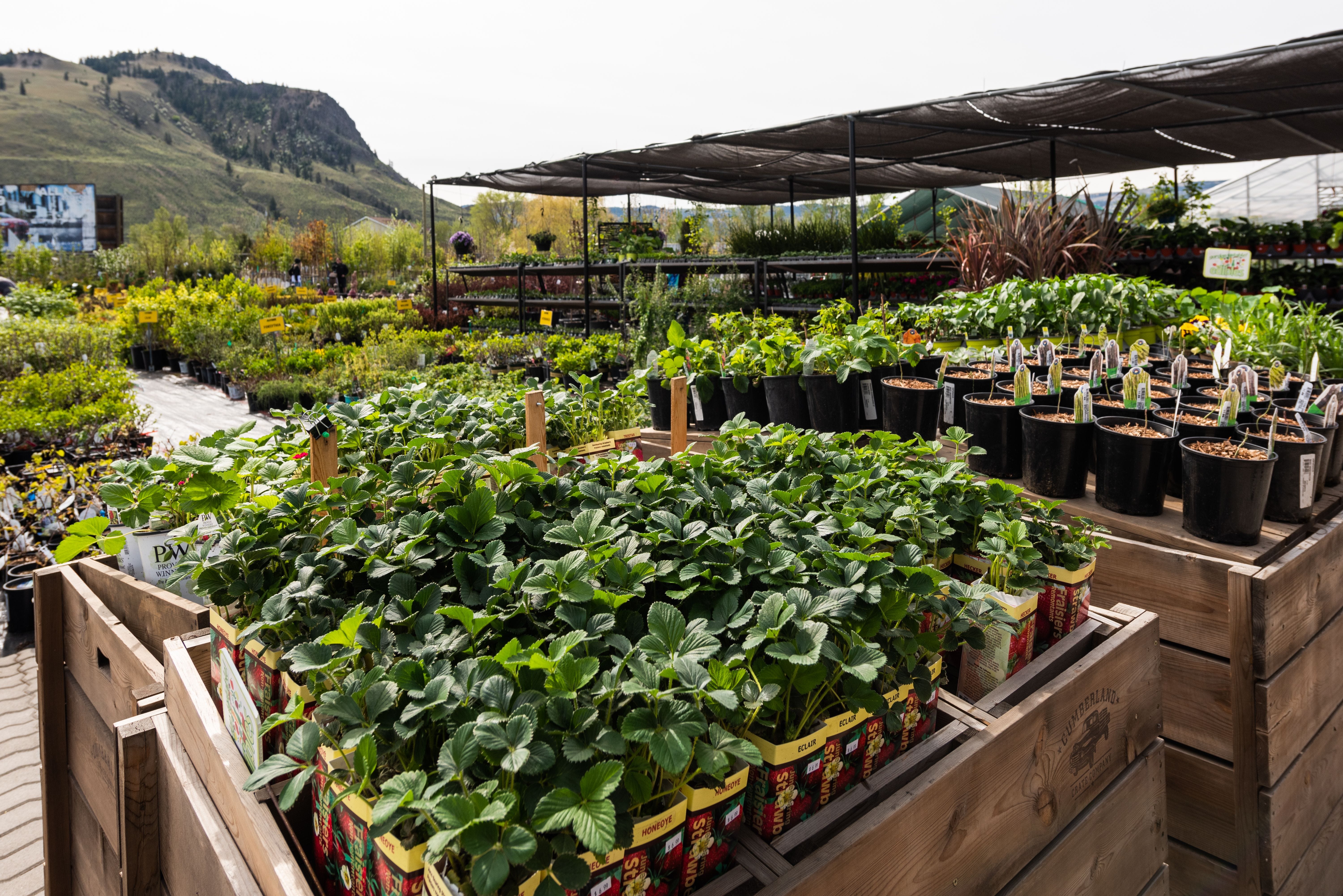 This weekend only: 50% off ALL plants | by Lyons - Everything Outside ...