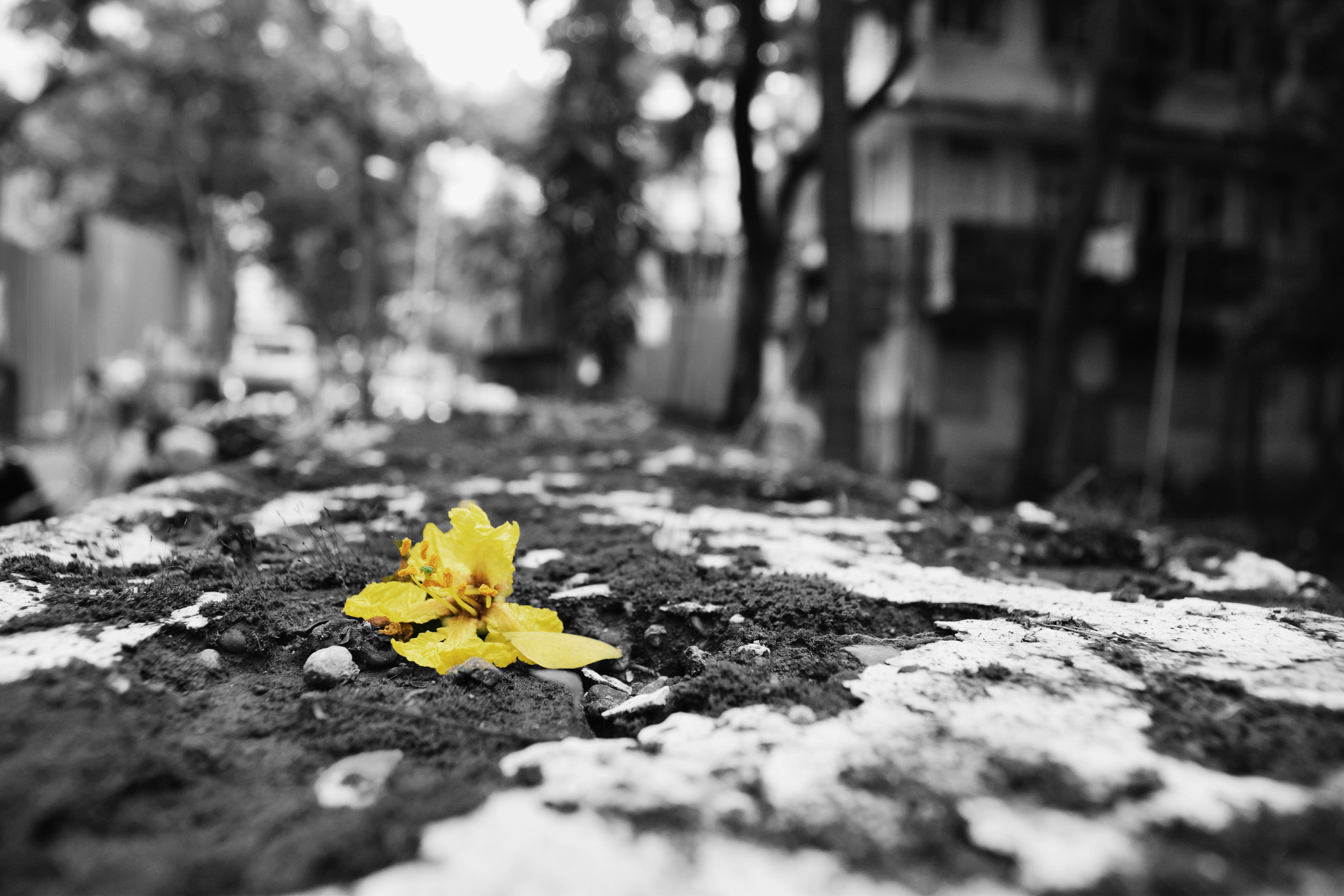 On Photography: Selective colour. Even as photos thrive in the… | by ...