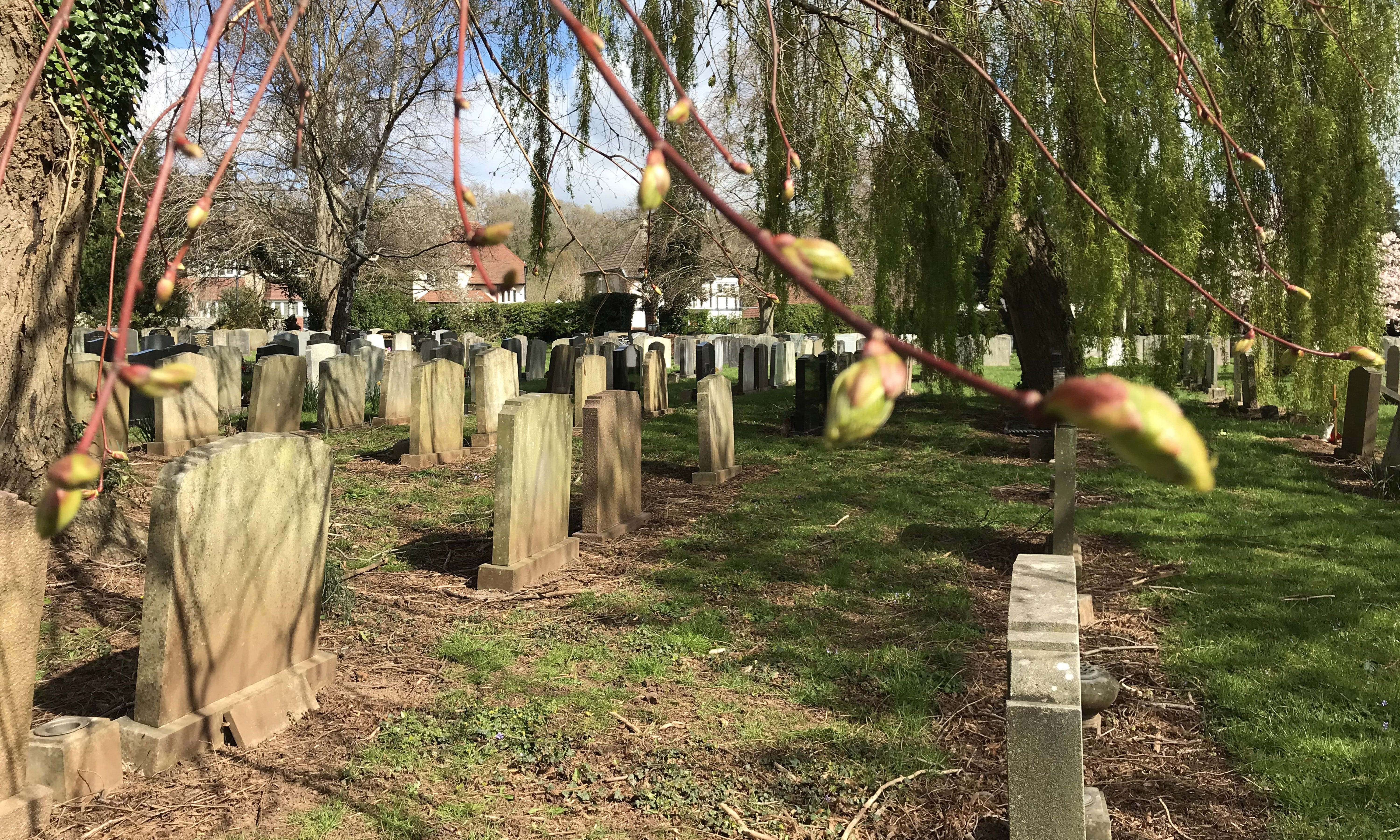 New Life in the Graveyard - SNAPSHOTS - Medium