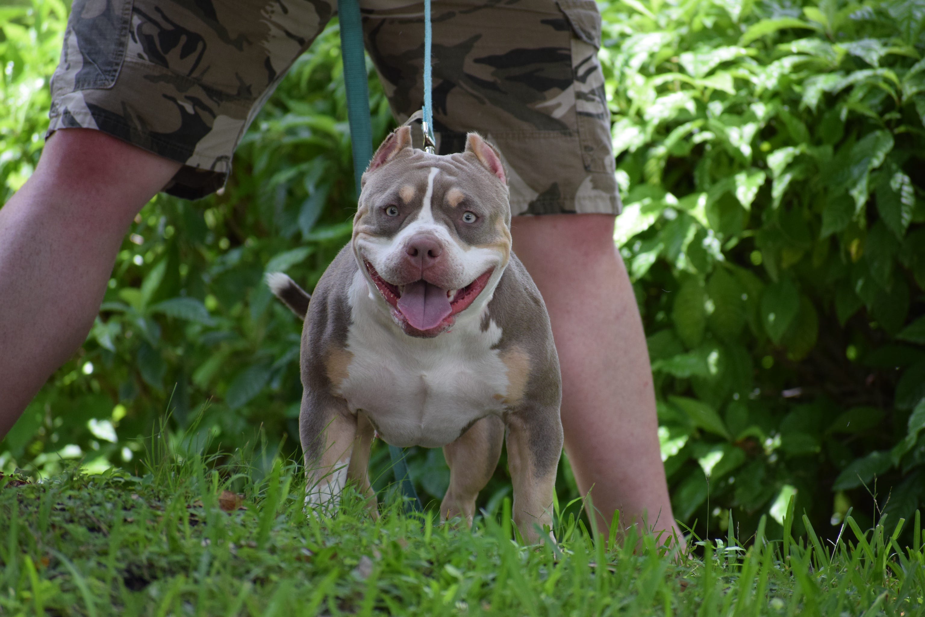 THE LILAC TRI COLORED AMERICAN BULLY | by VENOMLINE POCKET BULLY’S ...