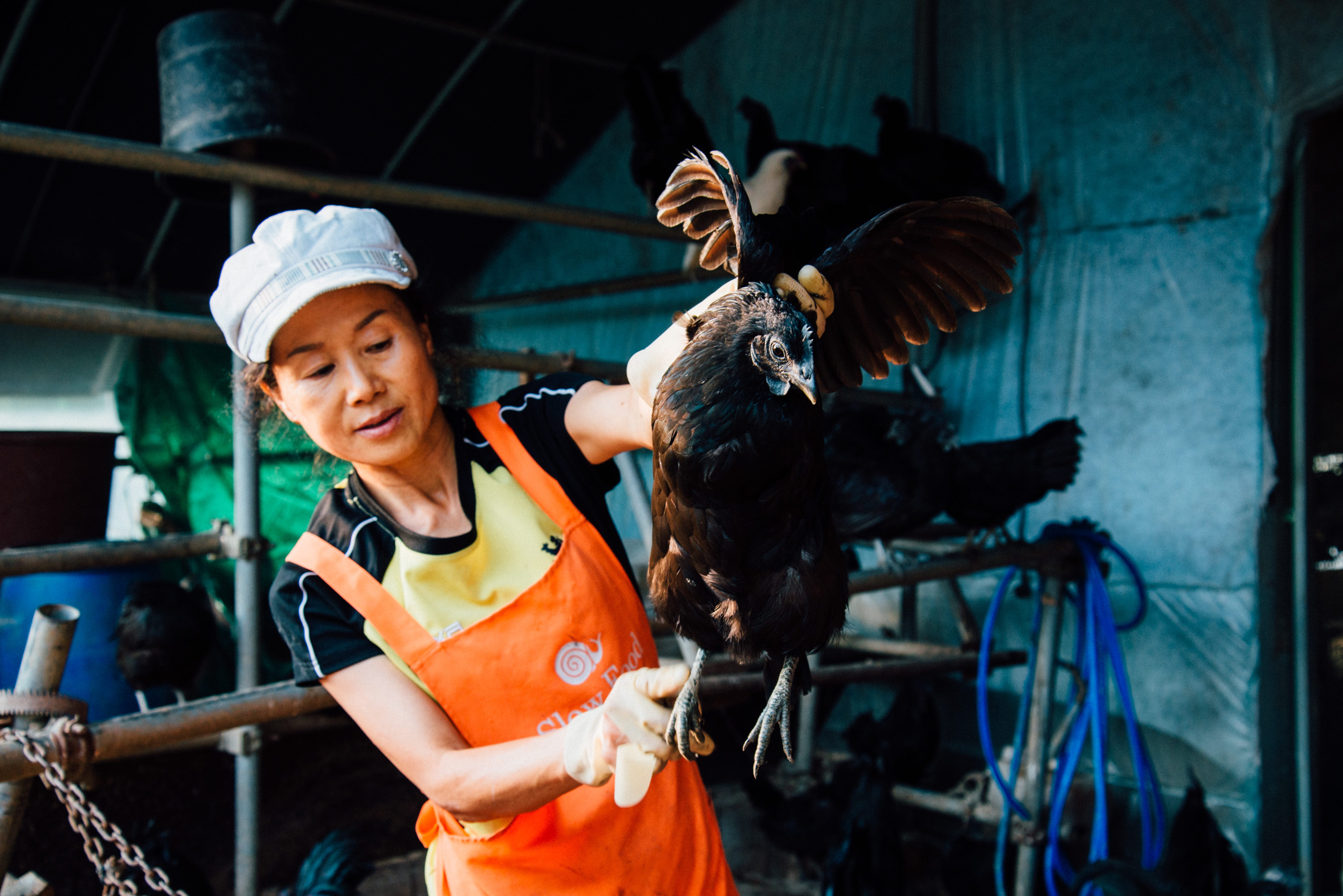 Mother of Chickens. The story of Yeonsan Ogye Black Chicken… | by ...