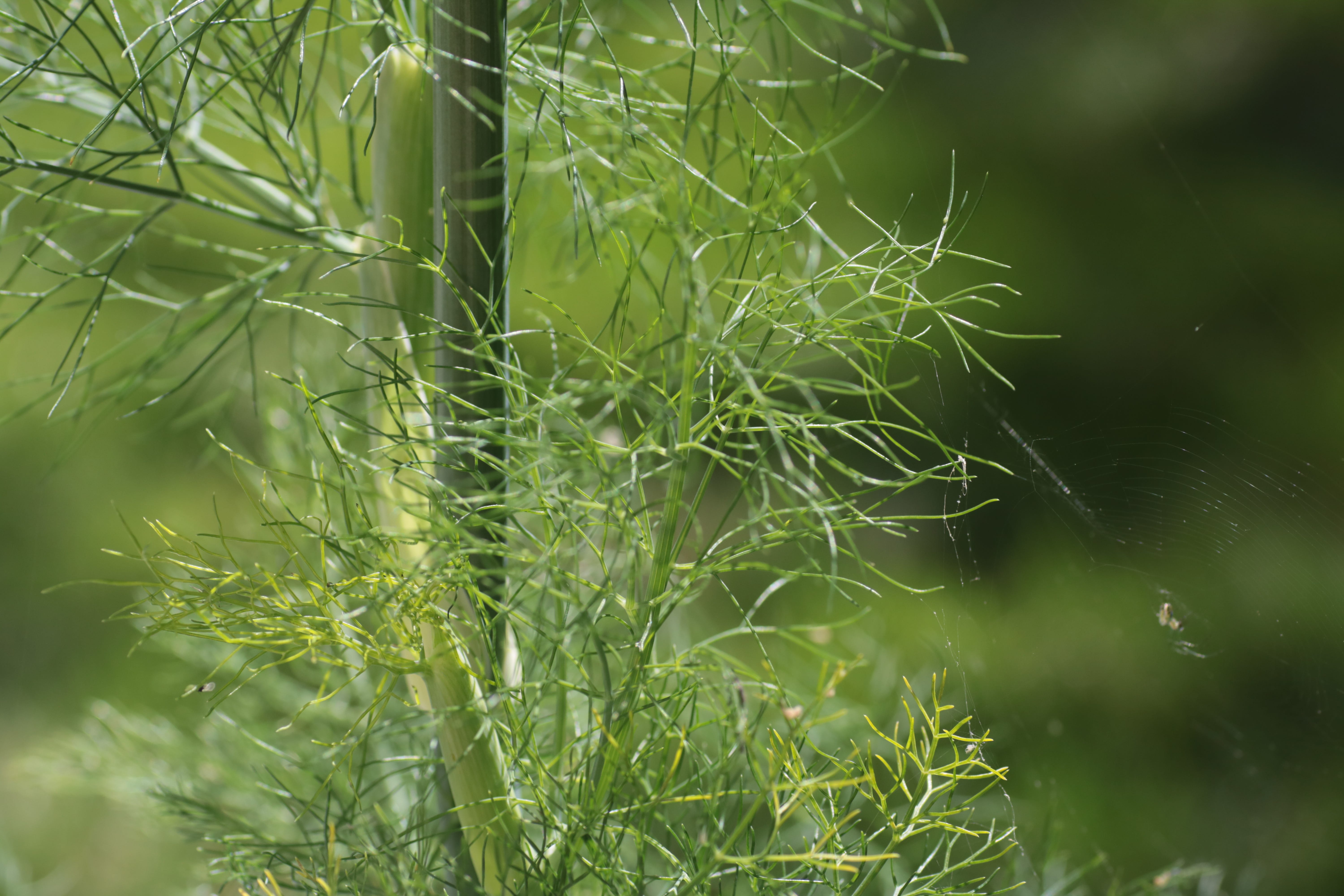 Fennel — Giver of Life. Loving and sharing my favorite herb. | by Pulpo ...
