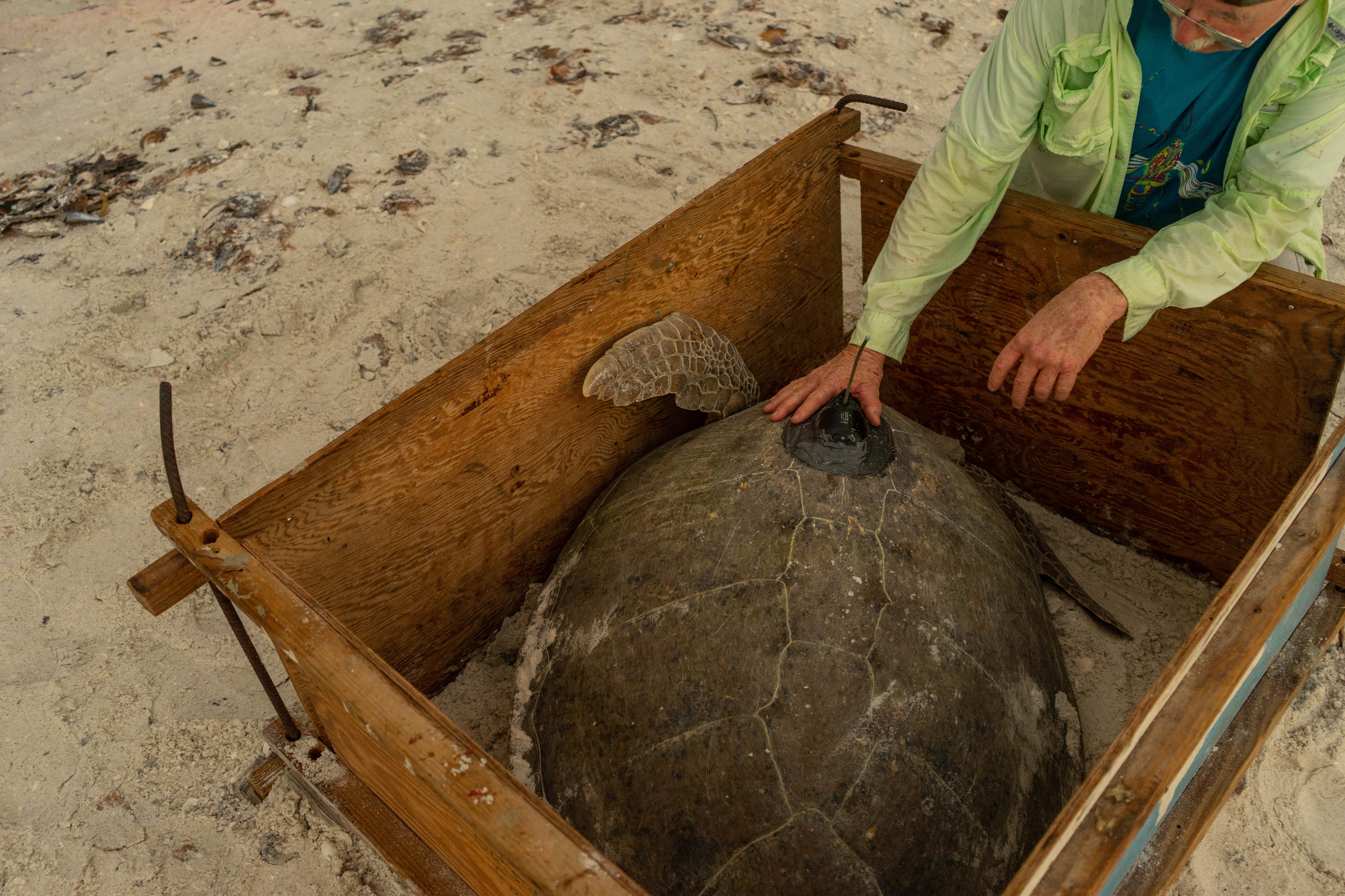 To Trap a Turtle. A story of satellite tagging sea… | by Leif Johnson ...