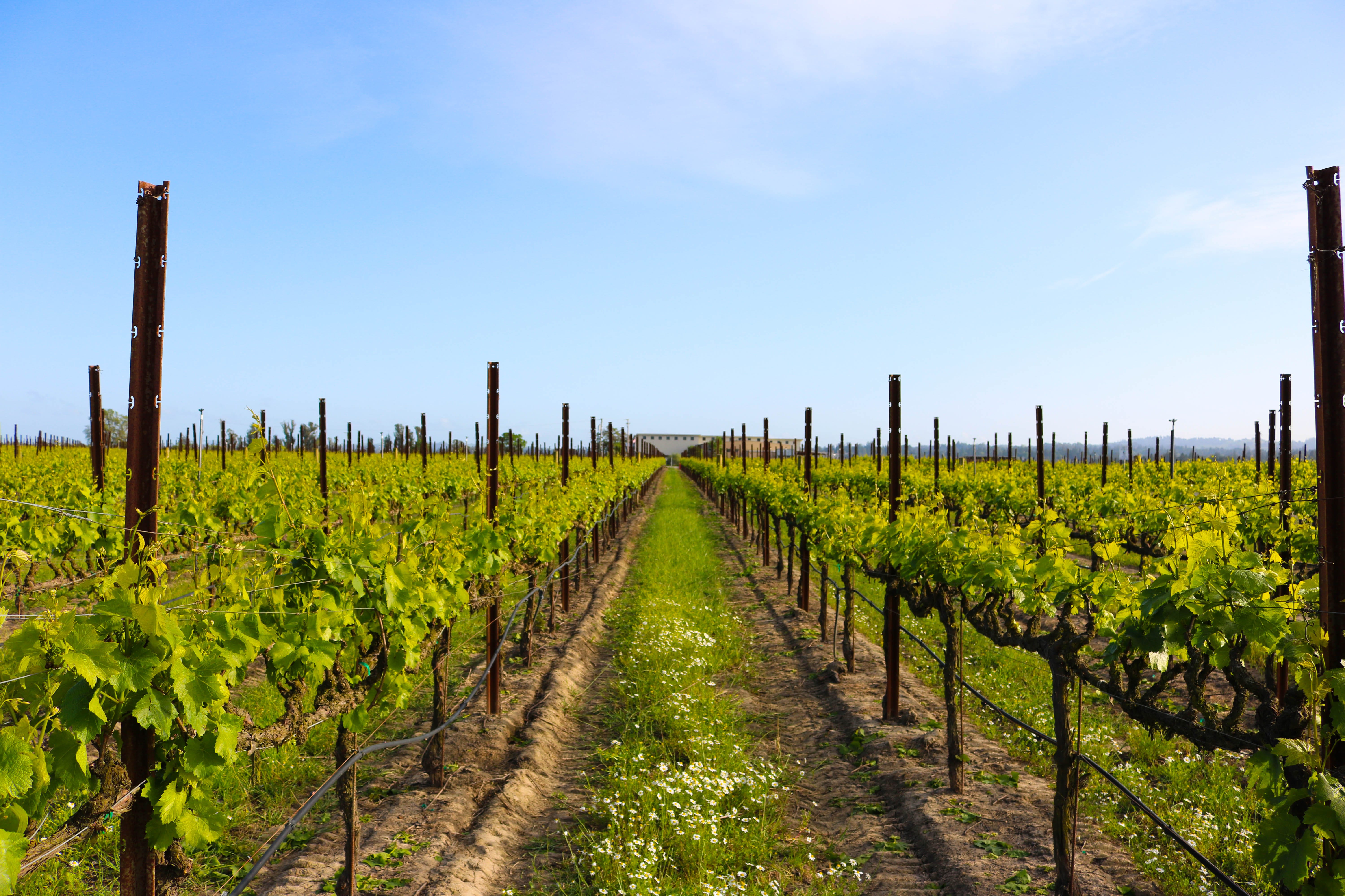 Photo Essay: Wine Country | by A Day Made Better | Medium