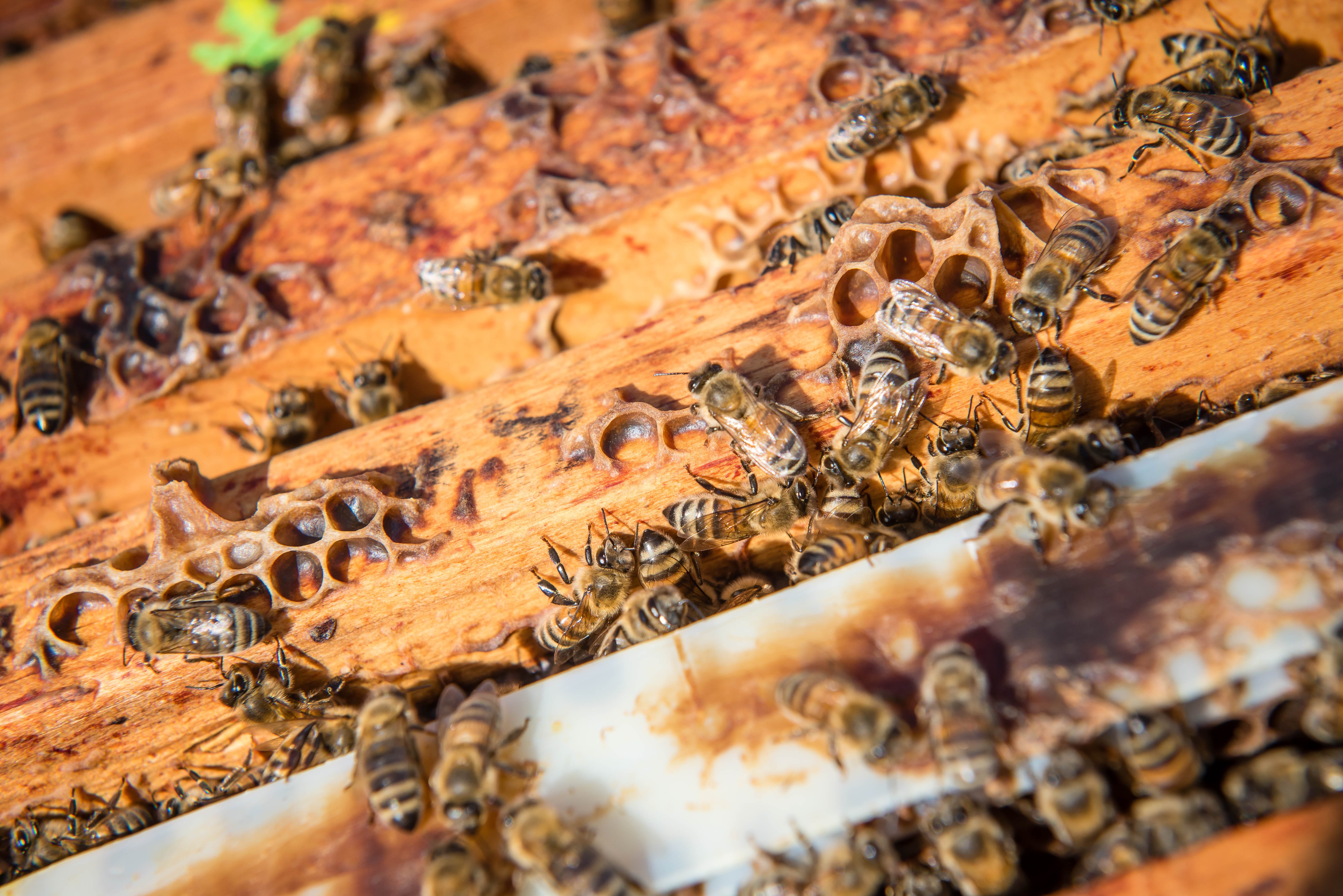 Protein potential. From breeding better bees, to improving… | by UBC ...