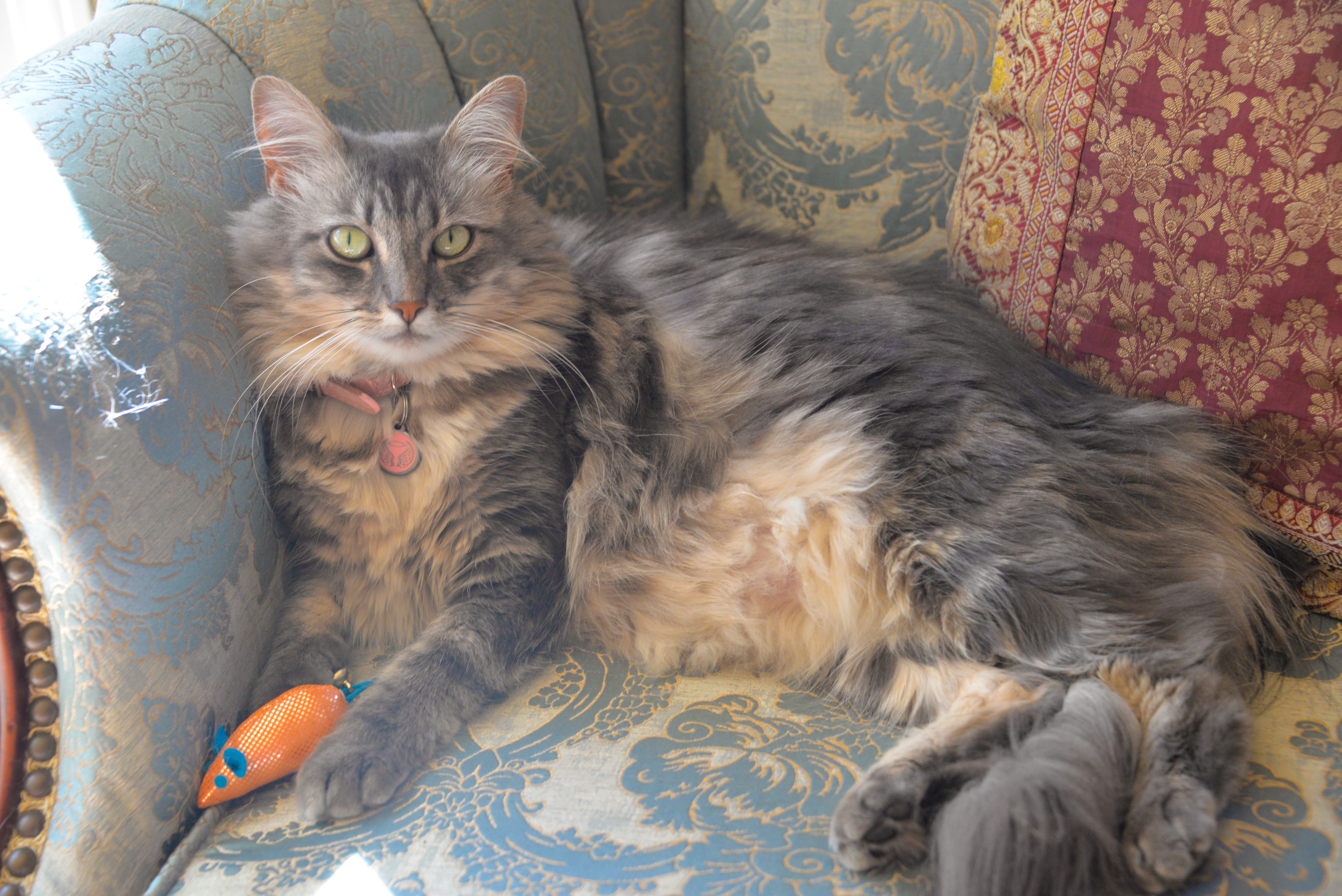 High Fashion. Little Miss Uma with the punk rock hair… | by Erika ...