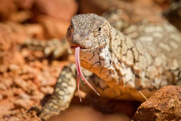 15 Most Famous Wild Animals of Australia | by Suri Do | Medium