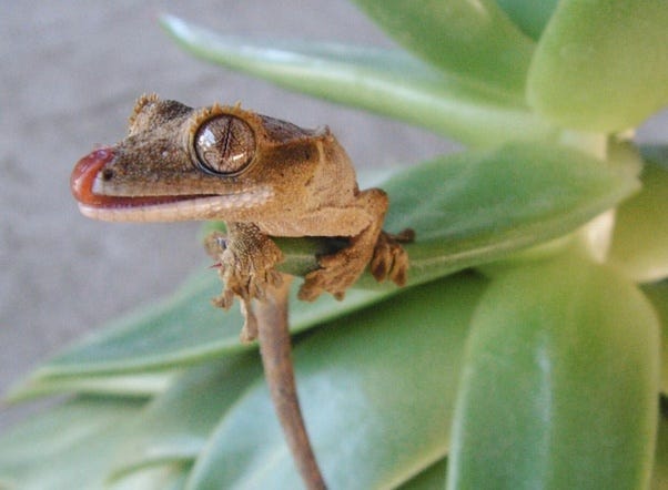 The Magical Gecko Tongue. As a frequent writer on Quora, I often… | by ...