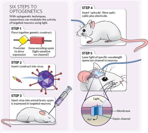 Optogenetics Controlling The Brain With Light By Shabana Khan Medium