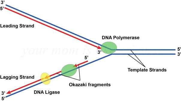 DNA REPLICATION | by Biology Experts Notes | Medium