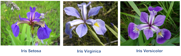 Start to learn Machine Learning with the Iris flower classification challenge | by Felipe ...