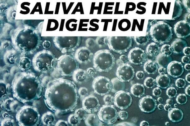 Interesting facts about Saliva. Juliet Nutritionist cbe | by Juliet ...