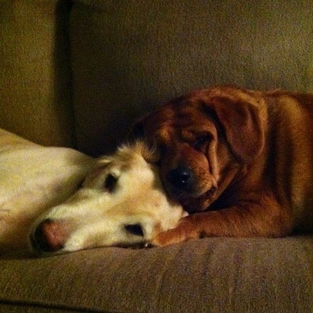 The Impact of Love: A Letter to Roscoe | by Kyle Trowbridge | Medium
