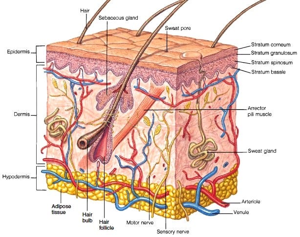 Layers of the Skin. The epidermis is the outermost layer of… | by Cindy ...