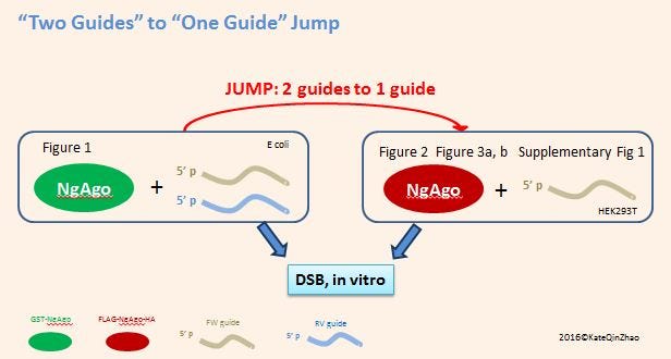 Deconstructing NgAgo. Review of a Journal Article Published… | by Kate Qin Zhao | Medium