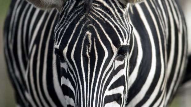 Zebra visits real life Zebra! - zebrafuel - Medium