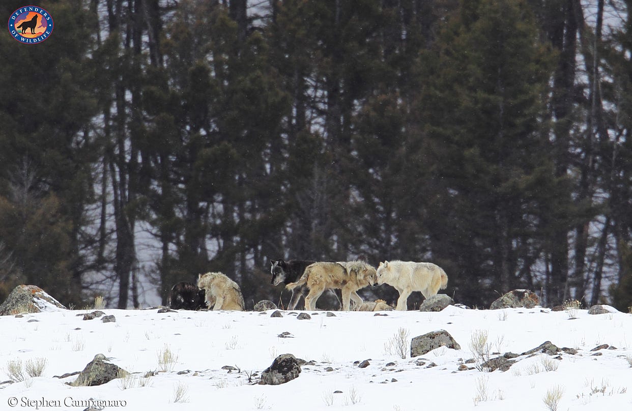 OR-7: A Reason For Hope. One of the most famous wolves in… | by ...