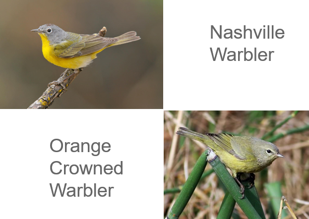 Image Classification Of Bird Species Using Deep Learning With Pytorch Captum And Onnx By Ed