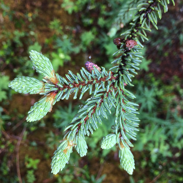 Harvesting Herbs On the Alaskan Highway (Part II) | by Jay Jay Jeffery ...
