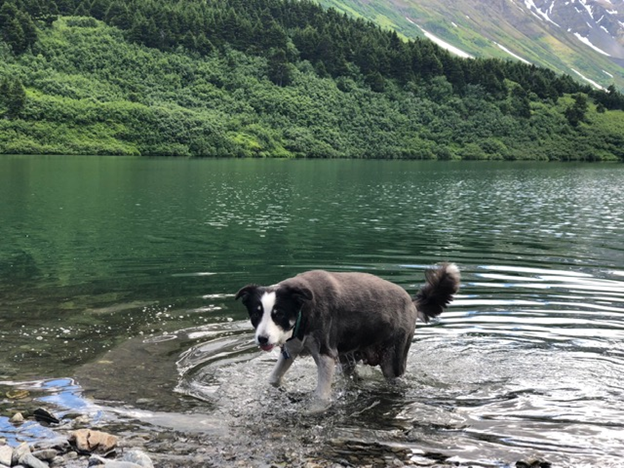 “Sell Like a Wolverine”. Like many of you, I have a dog. In fact… | by ...