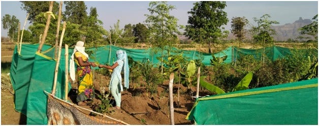 Multi-Layer Farming Helps in Providing Food And Nutrition Security In ...