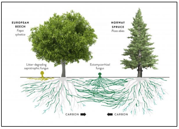 The Gravitational Beauty of Trees | by Olivier Loose | Age of Awareness ...